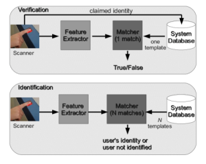 How Do Fingerprint Scanners Work? A Step-by-Step Guide for Biometric ...